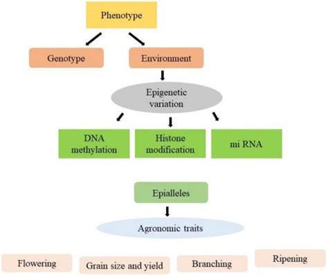 易基因综述｜表观遗传学和表观育种在作物品种改良的重要作用：水稻 玉米 番茄 大豆 哔哩哔哩