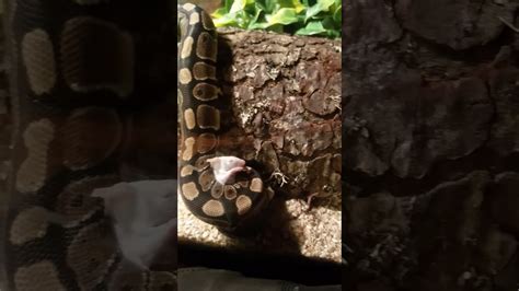 Ball Python Strikes Youtube Ball Python Strikes Youtube