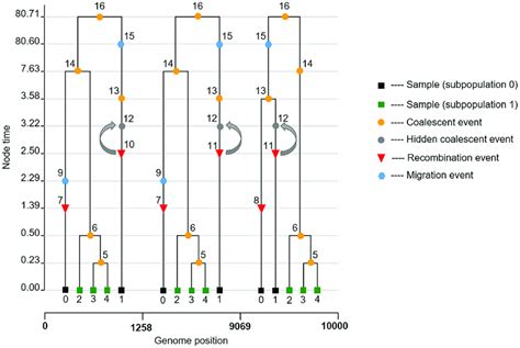 An Ancestral Recombination Graph In This Example An Arg Was Simulated