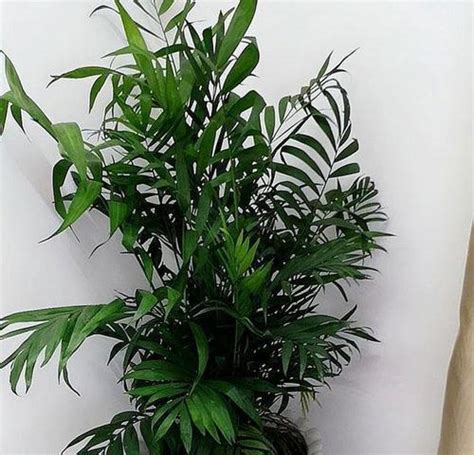 如何处理袖珍椰子叶子发黄干枯的问题教你正确护理袖珍椰子解决发黄问题 花植网
