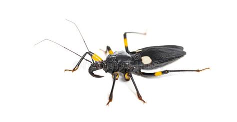 adult two spotted assassin bug platymeris biguttatus isolated stock