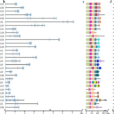 Phylogenetic Relationship A And Chromosomal Location B Of Mikc C Download Scientific