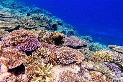 2450 Dump Truck Loads Of Sediment Stopped From Entering The Reef 2450 Dump Truck Loads Of Sediment Stopped From Entering The Reef