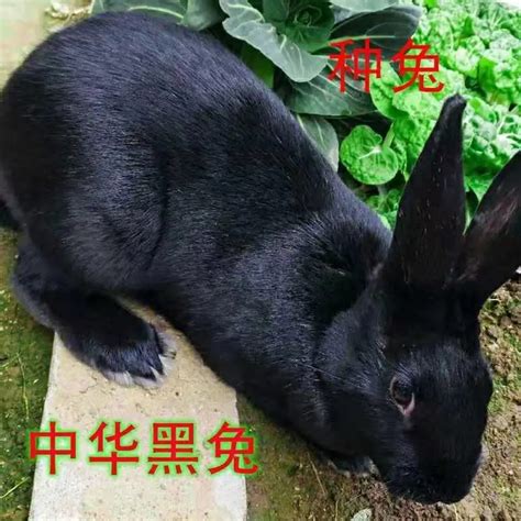 黑徒子图片 图片 大山谷图库