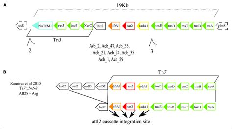 Gene Structure Of The Novel Tn7 Tn3 Transposable Element A