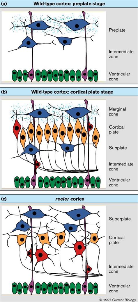 Cortical Development Layers Of Complexity Current Biology