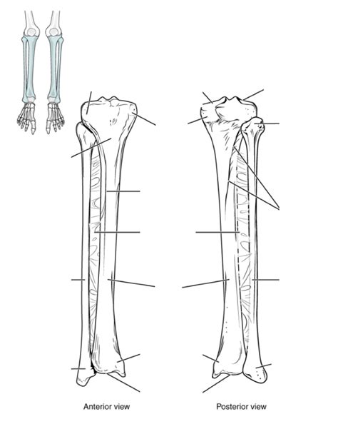 Tibia And Fibula Diagram Quizlet