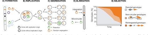 Figure 1 From A Unifying Model For Extrachromosomal Circular Dna Load
