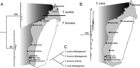 Comparison Of Phylogenetic And Biogeographic Structure In Malagasy Download Scientific Diagram
