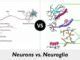 Functions Of Glial Cells Archives Online Science Notes