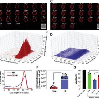 Penetration Ability Of DNA Origami In HeLa CSTMs A Fluorescence Download Scientific Diagram