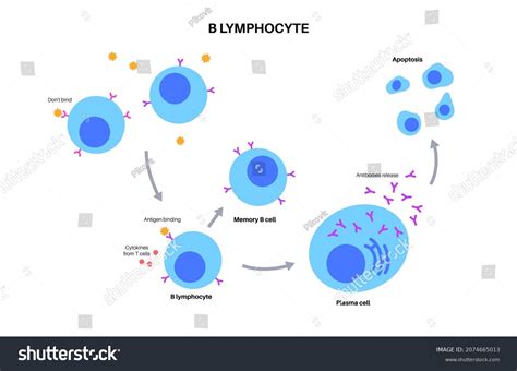 B Cell Activation Diagram Process Recognizing Stock Vector Royalty Free 2074665013 Shutterstock
