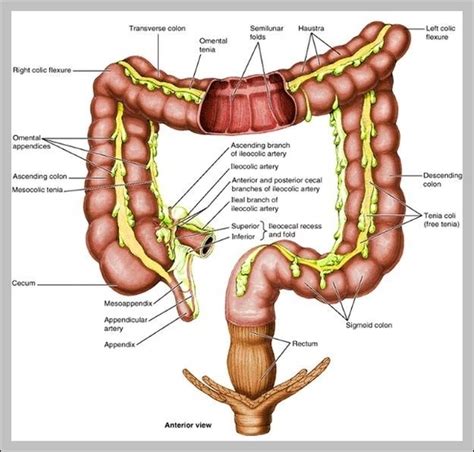 Terminal Ileum Anatomy 2 Image