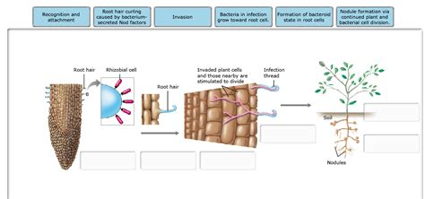Solved Root Nodules Are A Productive Symbiotic Relationship