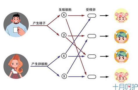 關於生男生女又有新說法了，其實跟爸爸有關，快來看看準不准 每日頭條