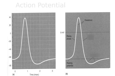 1 Ns Receptor And Action Potential Diagram Quizlet