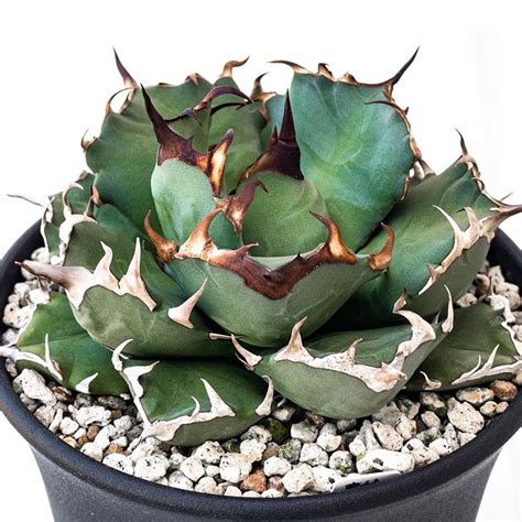 植物员外 C型仁王冠姬仁王冠小型种厚叶龙舌兰绿植多肉植物盆栽 虎窝淘