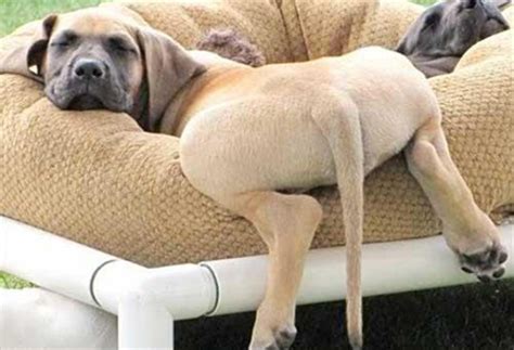 Poze Cu Pisici Poze Cu Caini DivaHair Ro