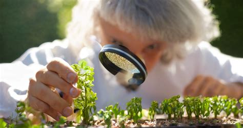 Evaluating Germplasm Techniques And Importance In Crop Improvement Agriculture Notes By