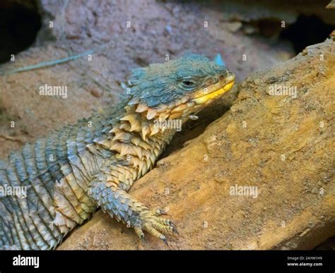 Sungazer Giant Girdled Lizard Giant Zonure Giant Spinytail Lizard