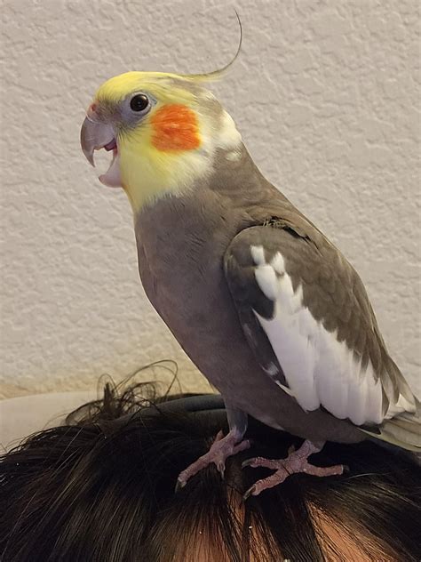 Dd R Cockatiel
