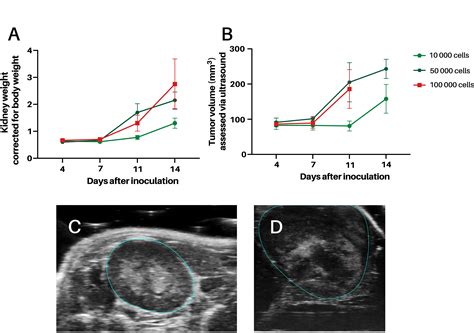 Renca Mouse Mouse Model Of Renal Cancer Innoser