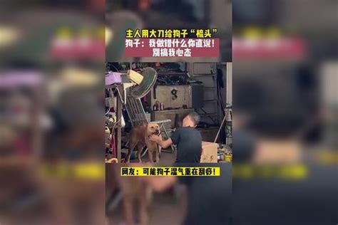 主人用大刀给狗子梳头狗子我做错什么你直说别搞我心态 狗子 梳头 汪星人 汪星人 心态 大刀