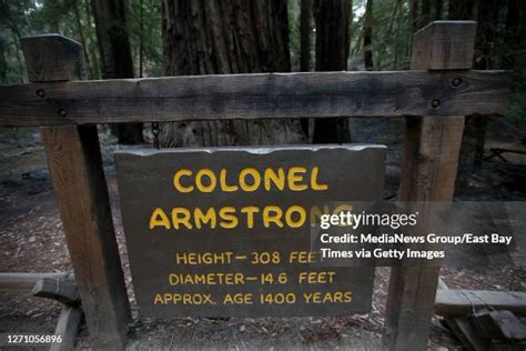 Armstrong Redwood Photos And Premium High Res Pictures Getty Images