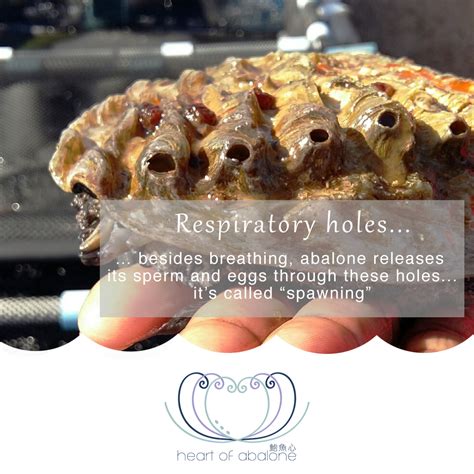 Spawning Of The Abalone In Springtime Heart Of Abalone Hermanus