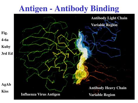 Ppt Antigen Structure And Immunogenicity Powerpoint Presentation Id