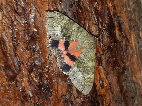 Genus Catocala