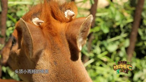 獐子狍子獐子图片狍子大山谷图库