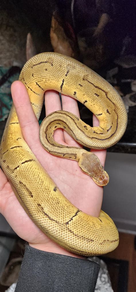 Lemon Blast R Ballpython