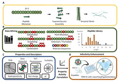 Learning From Viruses Molecular Fibers Can Help To Introduce Genetic… Yongqiang Chen Ph D