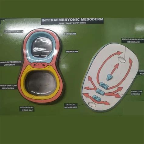 Fiberglass Interaembryonic Mesoderm Model At ₹ 6500 Piece In Ambala Id 2856281176573