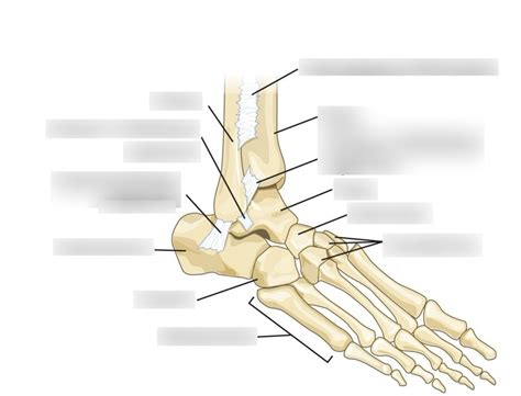 Anatomy Of The Lower Leg And Ligaments Diagram Quizlet