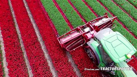 چیدن گل با ماشین در مزرعه بسیار زیباست