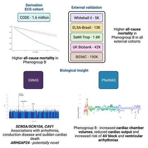 6 neural network derived electrocardiographic features predict mortality and future malignant