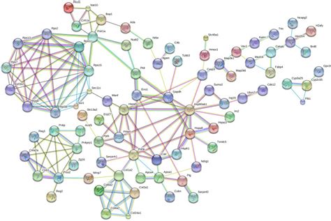 Itraq Based Quantitative Proteomic Analysis Of Intestines In Murine