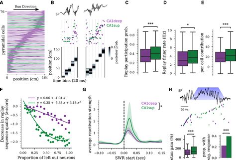 Hippocampo Cortical Circuits For Selective Memory Encoding Routing