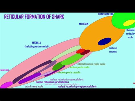 Reticular Formation Location Reticular Formation Function Location