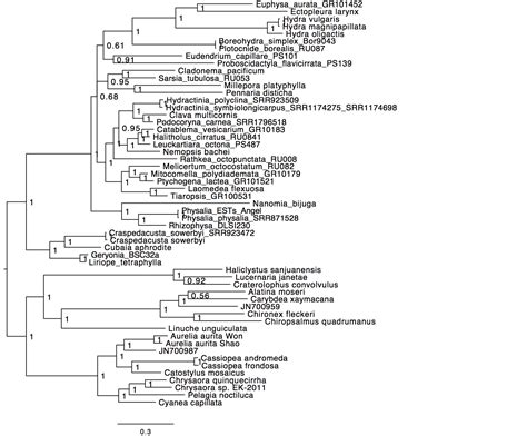 Phylogenetic Analysis Of Higher Level Relationships Within Hydroidolina
