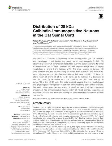 Pdf Distribution Of 28 Kda Calbindin Immunopositive Neurons In The Cat Spinal Cord