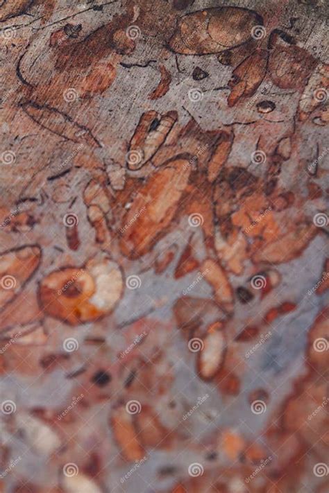 Red Fossiliferous Limestone Stock Image Image Of Limestone Natural 258735589
