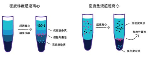 spINSIGHTS离心洞察第二期 为何首选超速离心法进行外泌体纯化 知乎