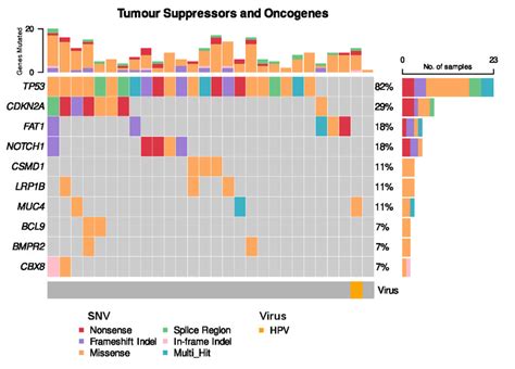Frequent Single Nucleotide Variants Snvs In Patient Cohort Download Scientific Diagram