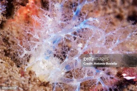 Sea Cucumber Phylum Photos And Premium High Res Pictures Getty Images