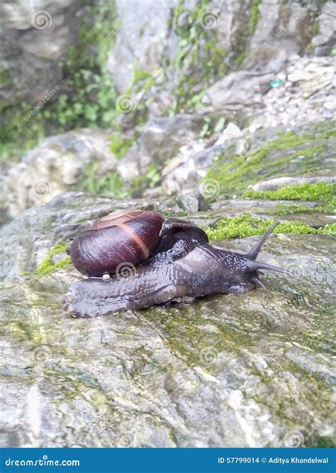 Hiding Snail Editorial Stock Image Image Of Nature Hiding 57799014