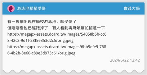 游泳池貓貓受傷 實踐大學板 Dcard