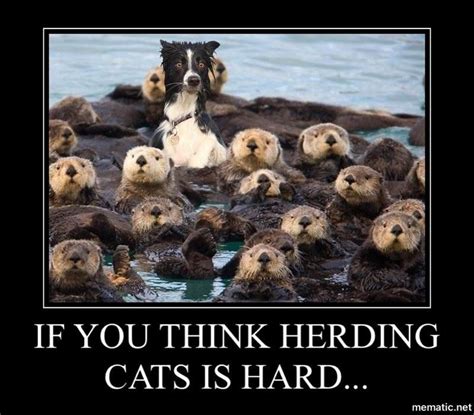 Herding Cats